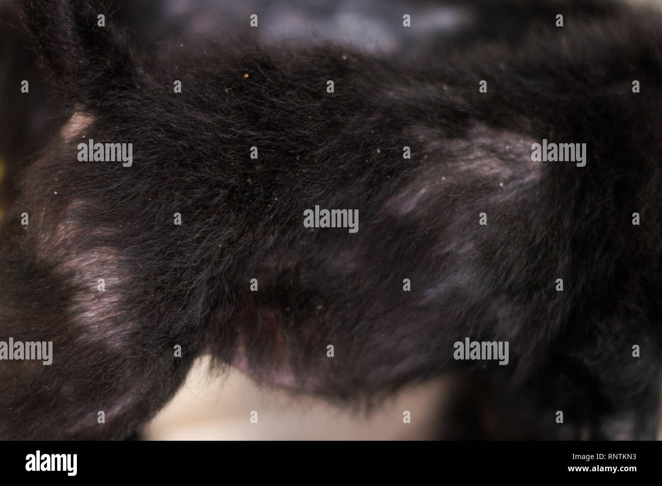 small dog with generalized demodectic mange, generalized alopecia Stock ...