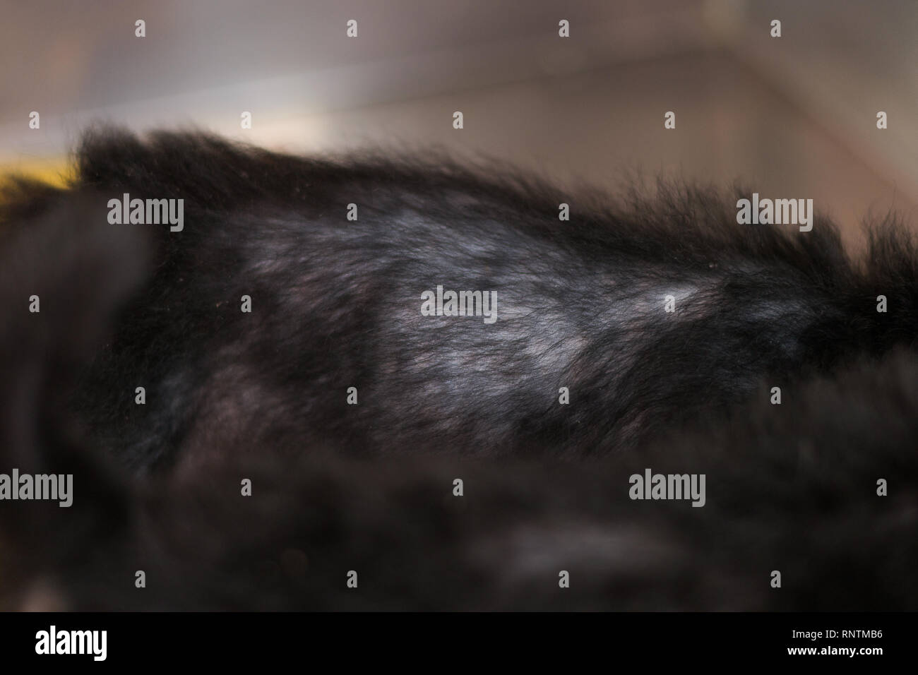 small dog with generalized demodectic mange, generalized alopecia Stock ...