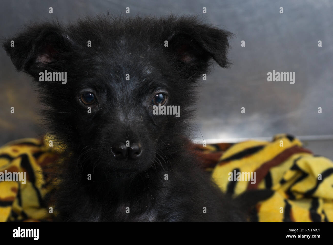 black puppy with split nose and demodectic mange, located at the head ...