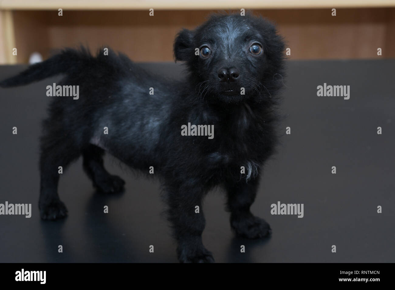 black puppy with split nose and demodectic mange, located at the head ...