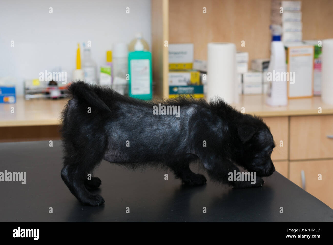 small dog with generalized demodectic mange, generalized alopecia Stock ...