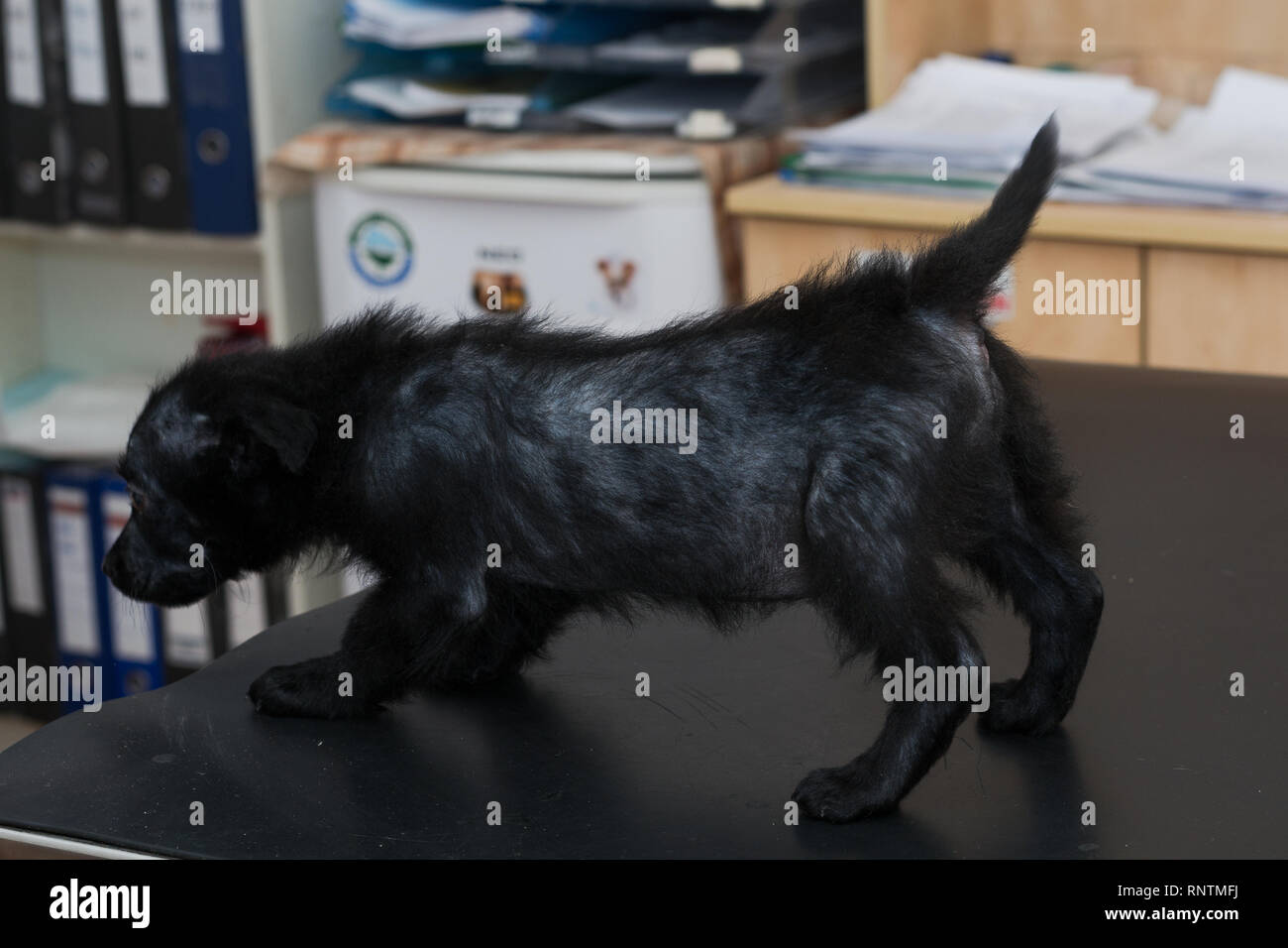 small dog with generalized demodectic mange, generalized alopecia Stock ...