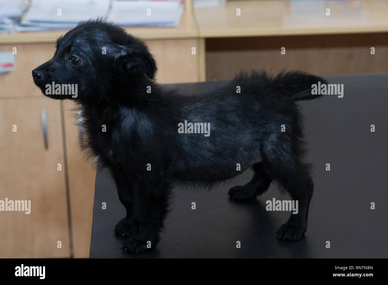 small dog with generalized demodectic mange, generalized alopecia Stock ...