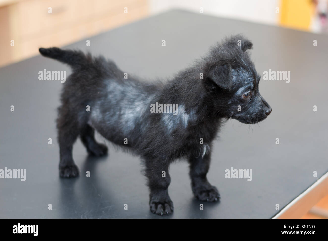 small dog with generalized demodectic mange, generalized alopecia Stock ...