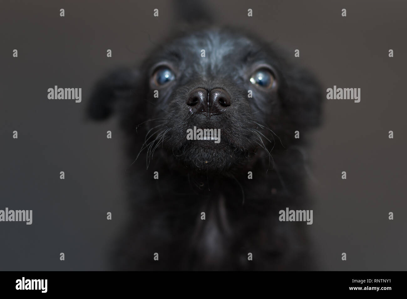 black puppy with split nose and demodectic mange, located at the head ...