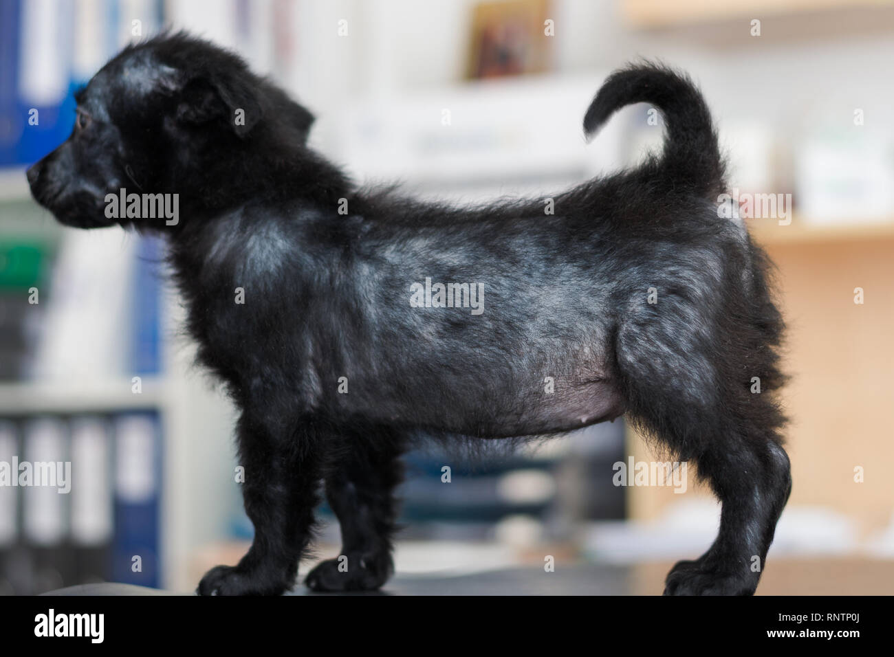 small dog with generalized demodectic mange, generalized alopecia Stock ...
