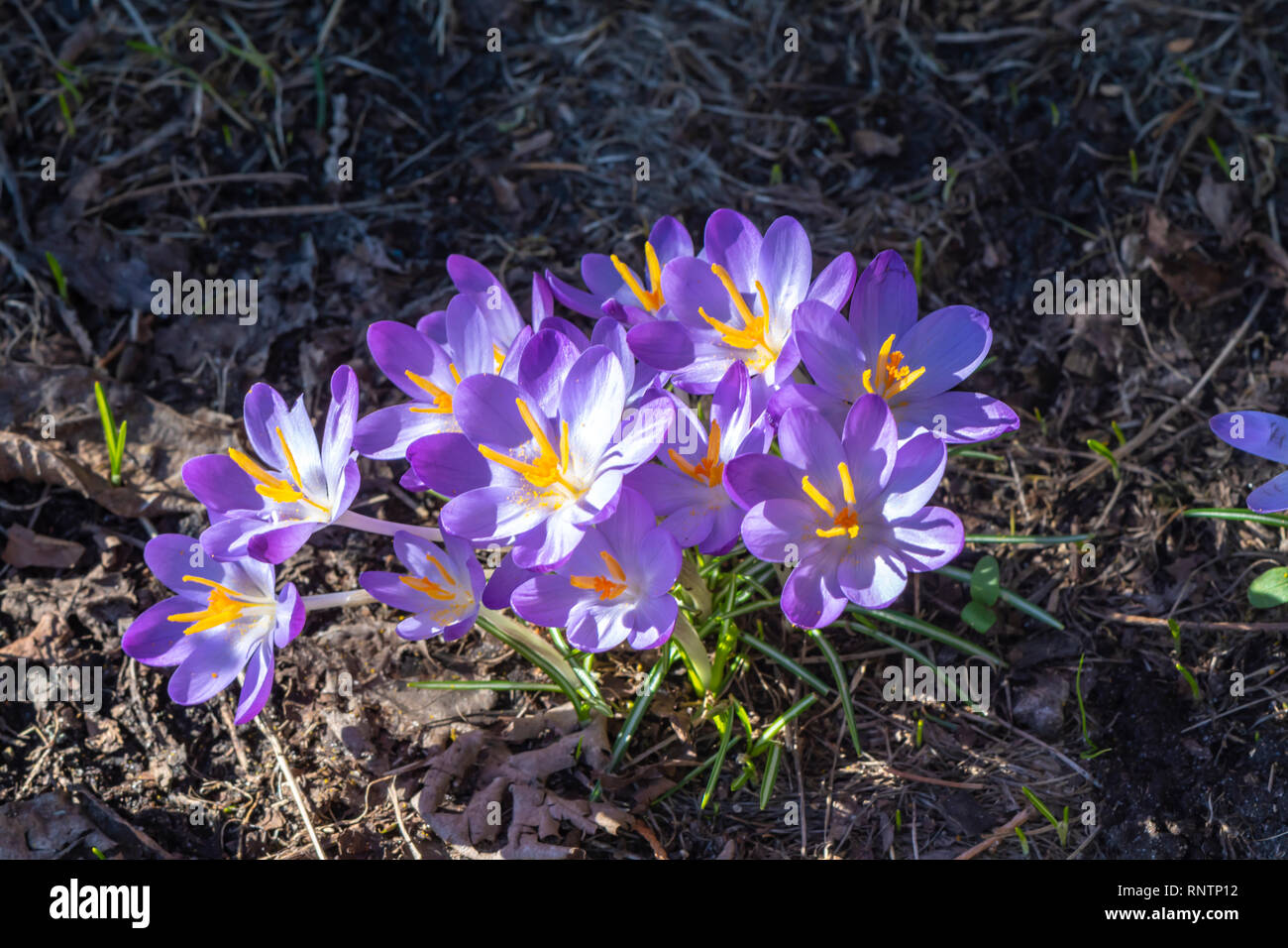 The first crocuses a year that break through the dry soil and whose flowers shine in the ...