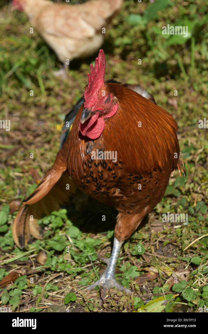 Free range rooster wing hi-res stock photography and images - Alamy