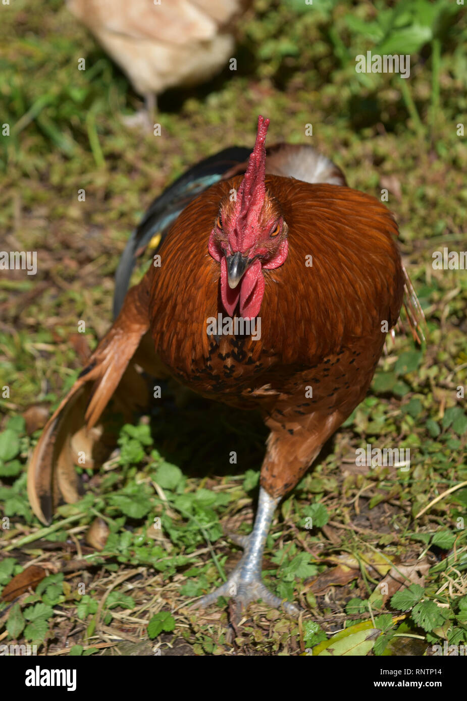 Free range rooster with his wing partially extended Stock Photo - Alamy