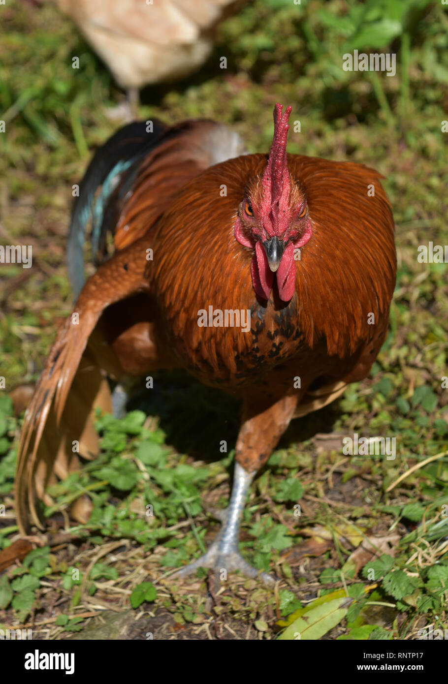 Beautiful red rooster with his foot raised and wing extended Stock ...