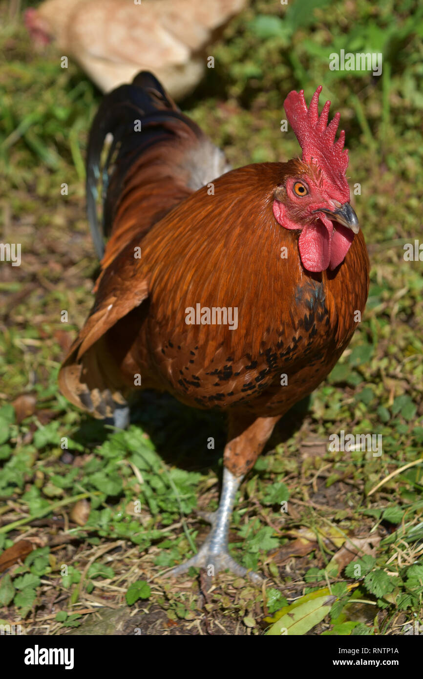 Red rooster walking with his foot raised as he steps Stock Photo - Alamy