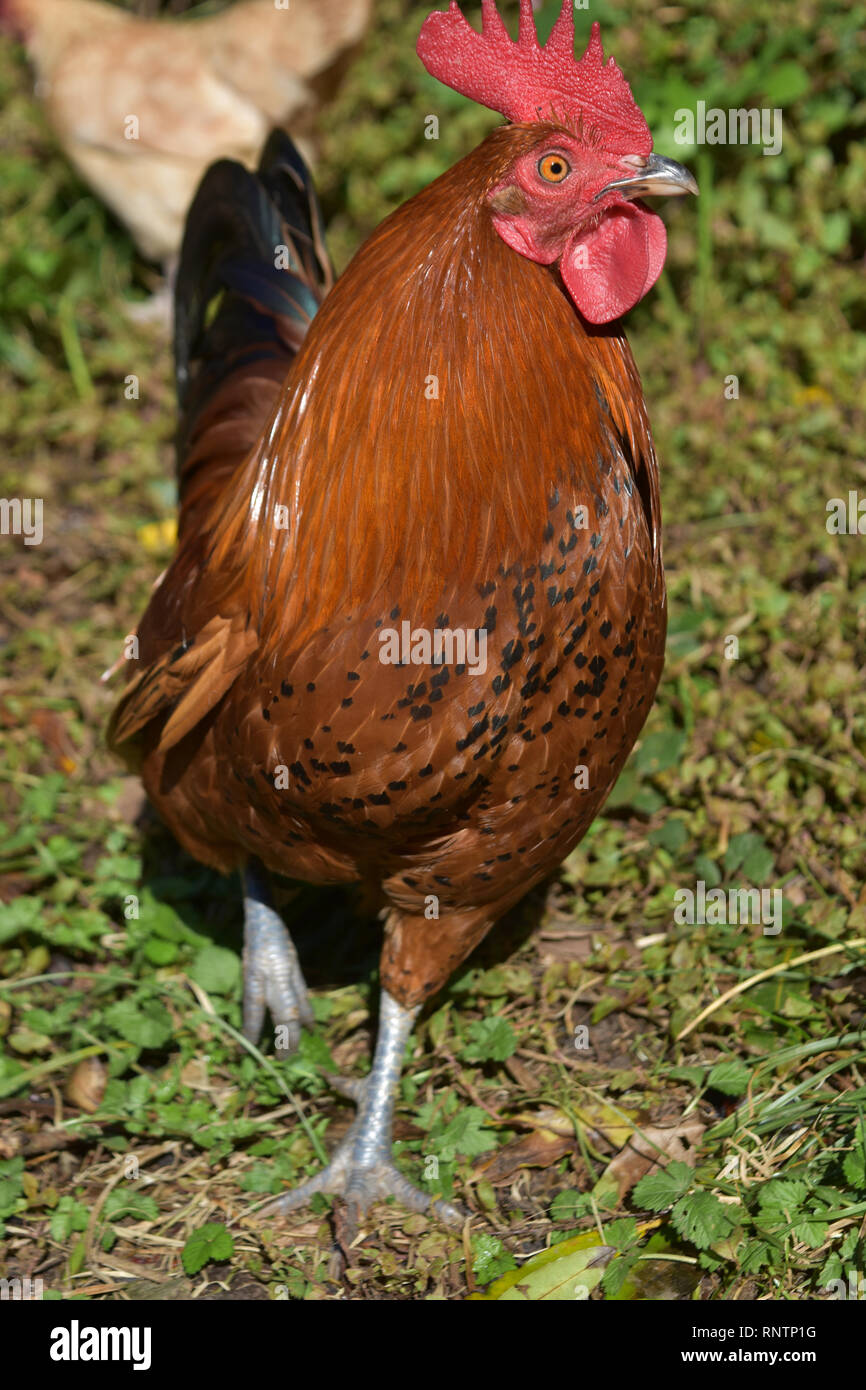 Roosting rooster hi-res stock photography and images - Alamy