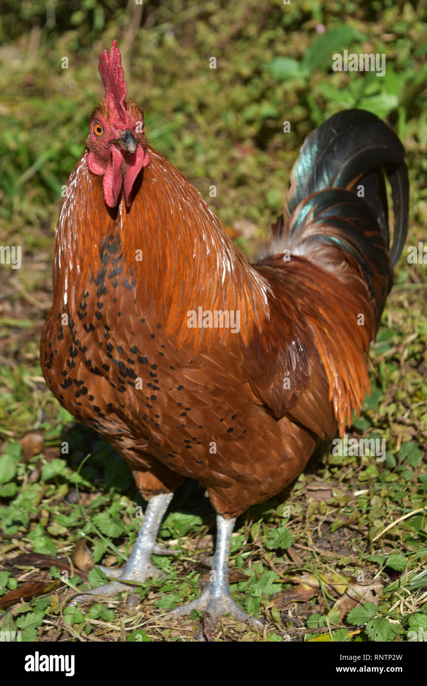 Crested rooster hi-res stock photography and images - Alamy