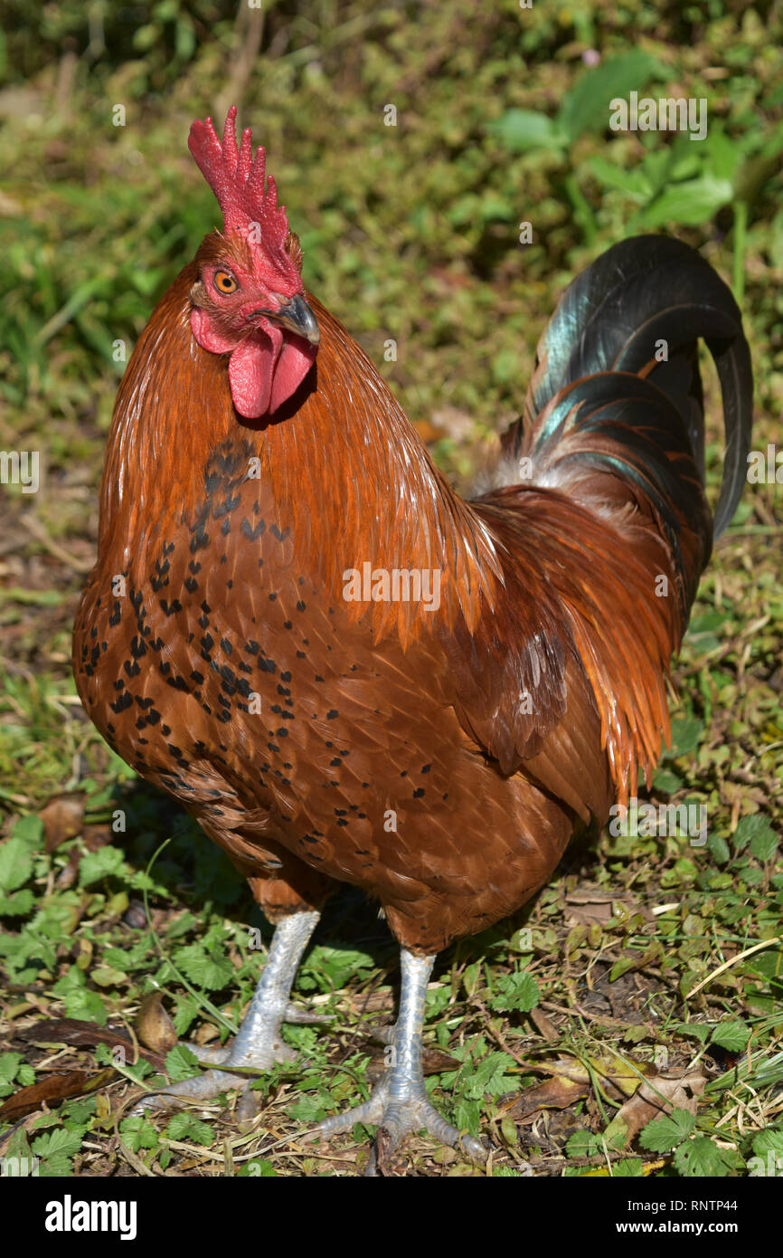 Brown Red Rooster