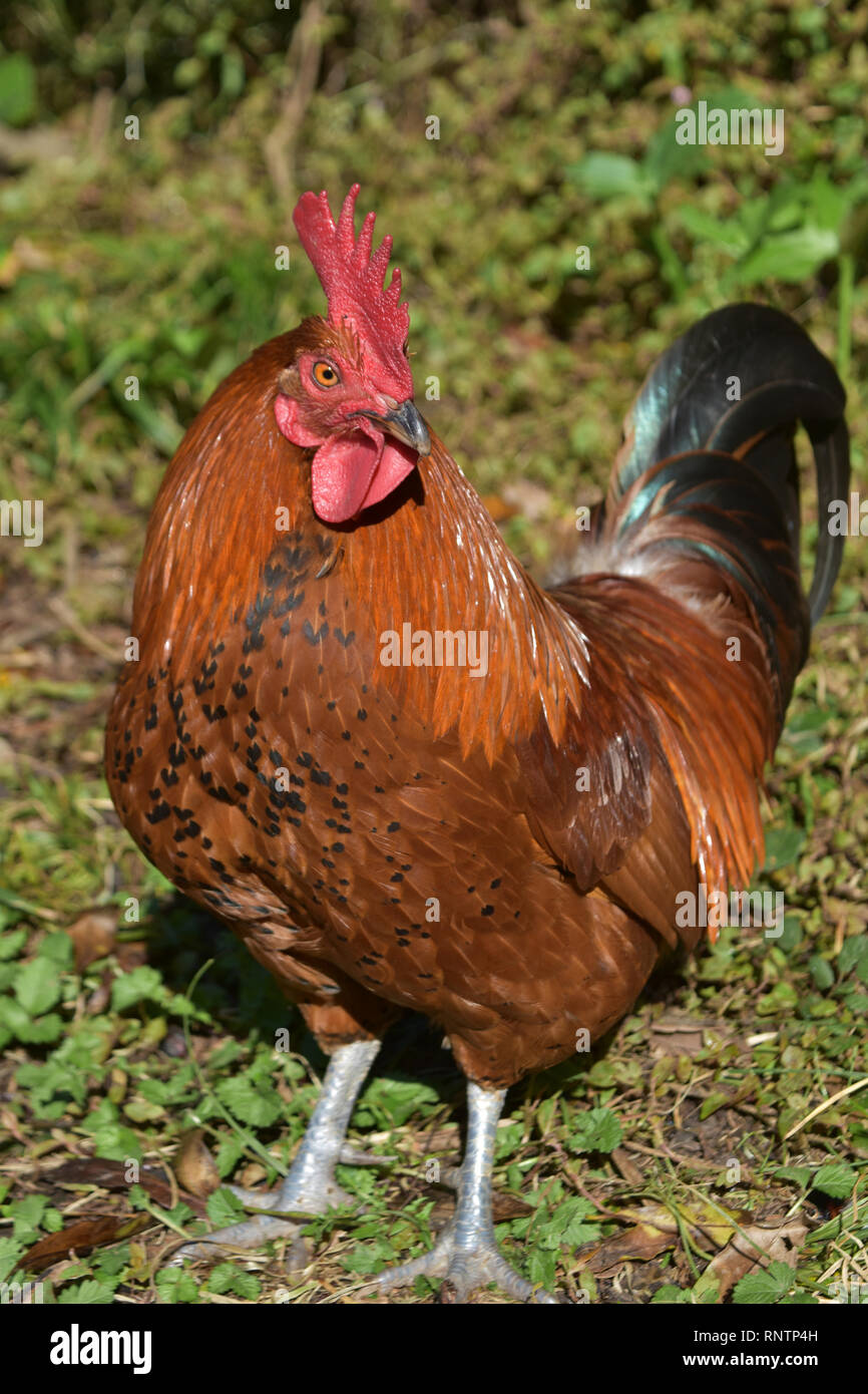 Beautiful brown free range chicken looking back over his shoulder Stock ...