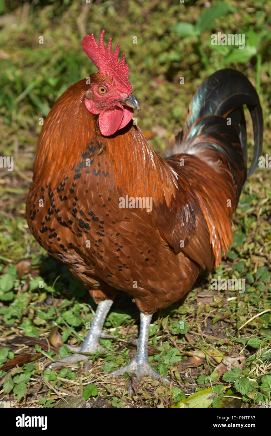Red crested rooster with silky brown and black feathers posing Stock ...