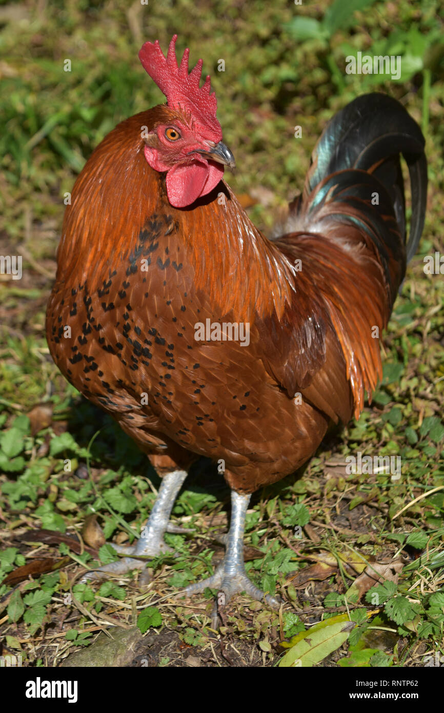 Beautiful up close look at a silky brown feathered rooster Stock Photo ...