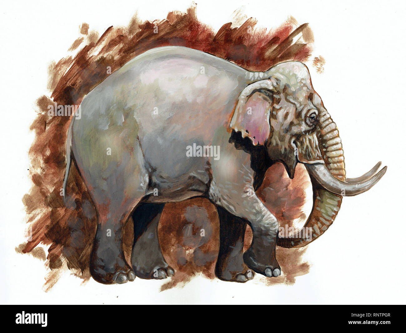 Elephant illustration. Animal painting. Old elephant portrait Stock ...