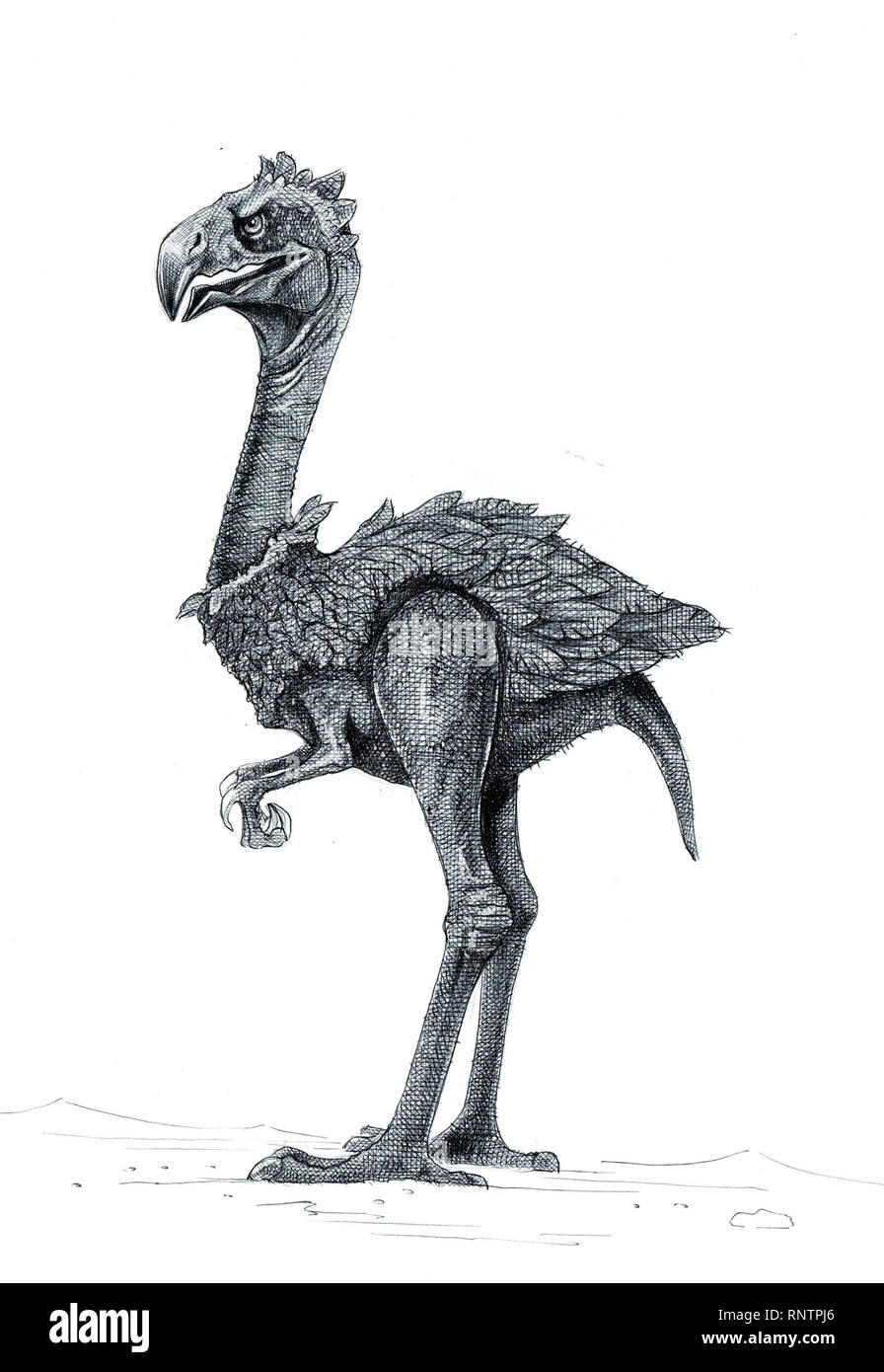 Pen and ink bird drawing hi-res stock photography and images - Alamy