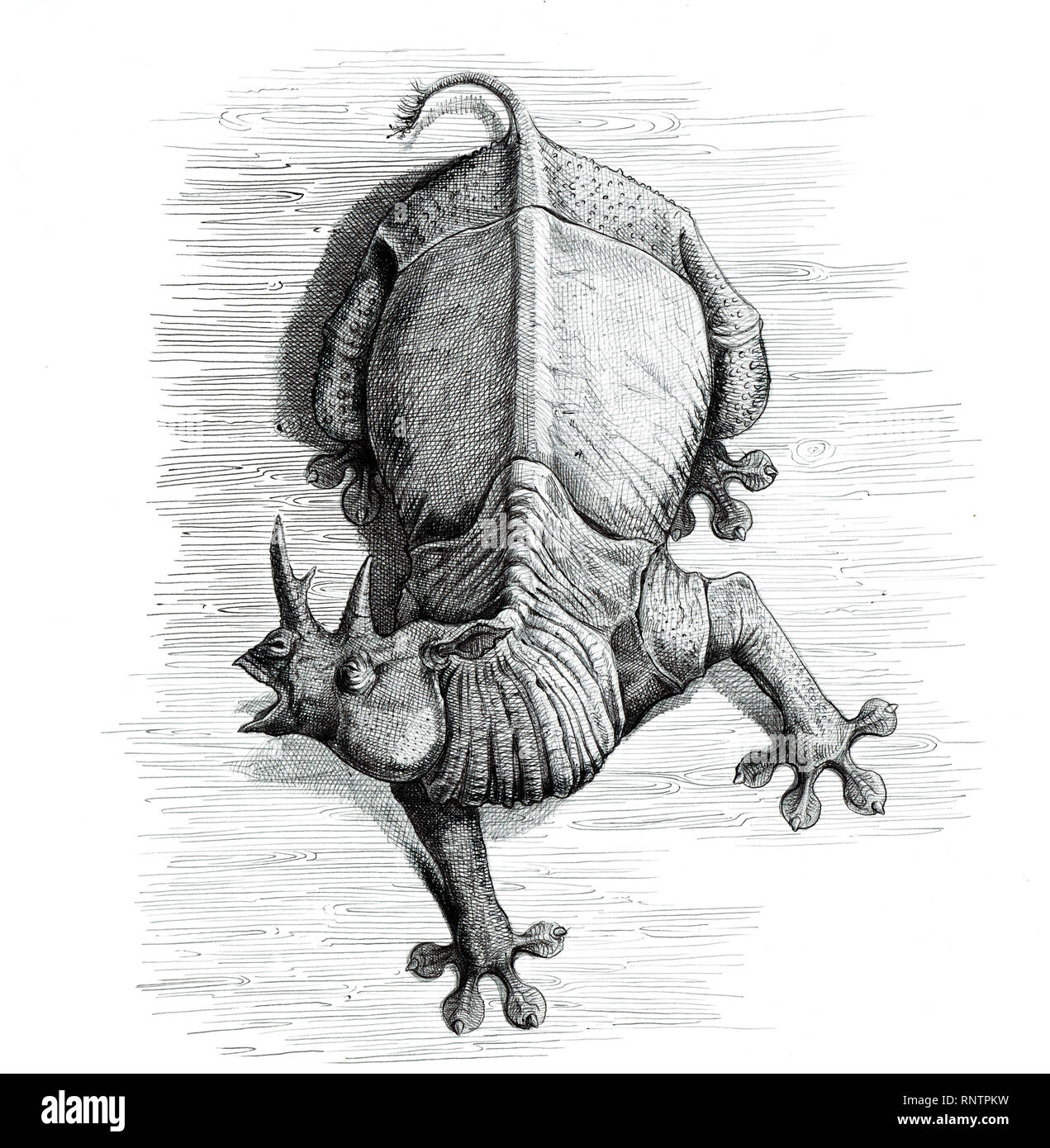 Unusual Rhino drawing. Rhinoceros illustration Stock Photo - Alamy