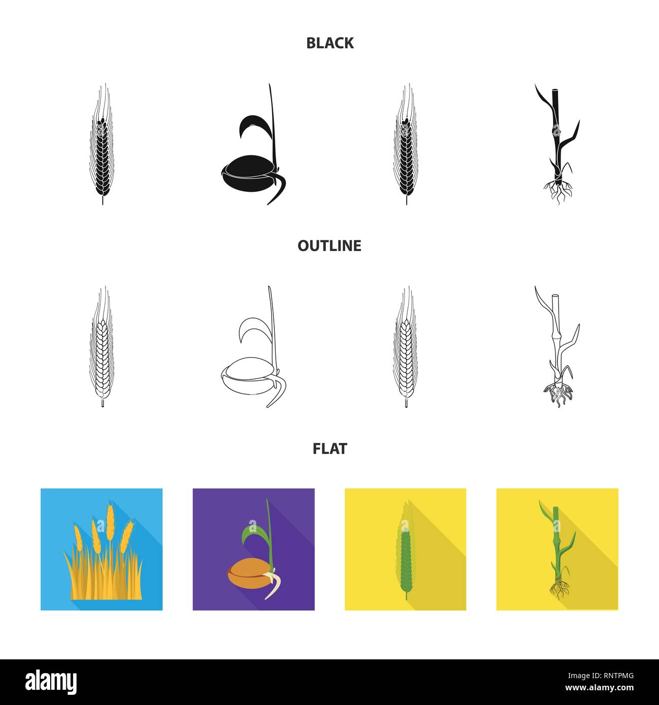 Corn growth stages Stock Vector Images - Alamy