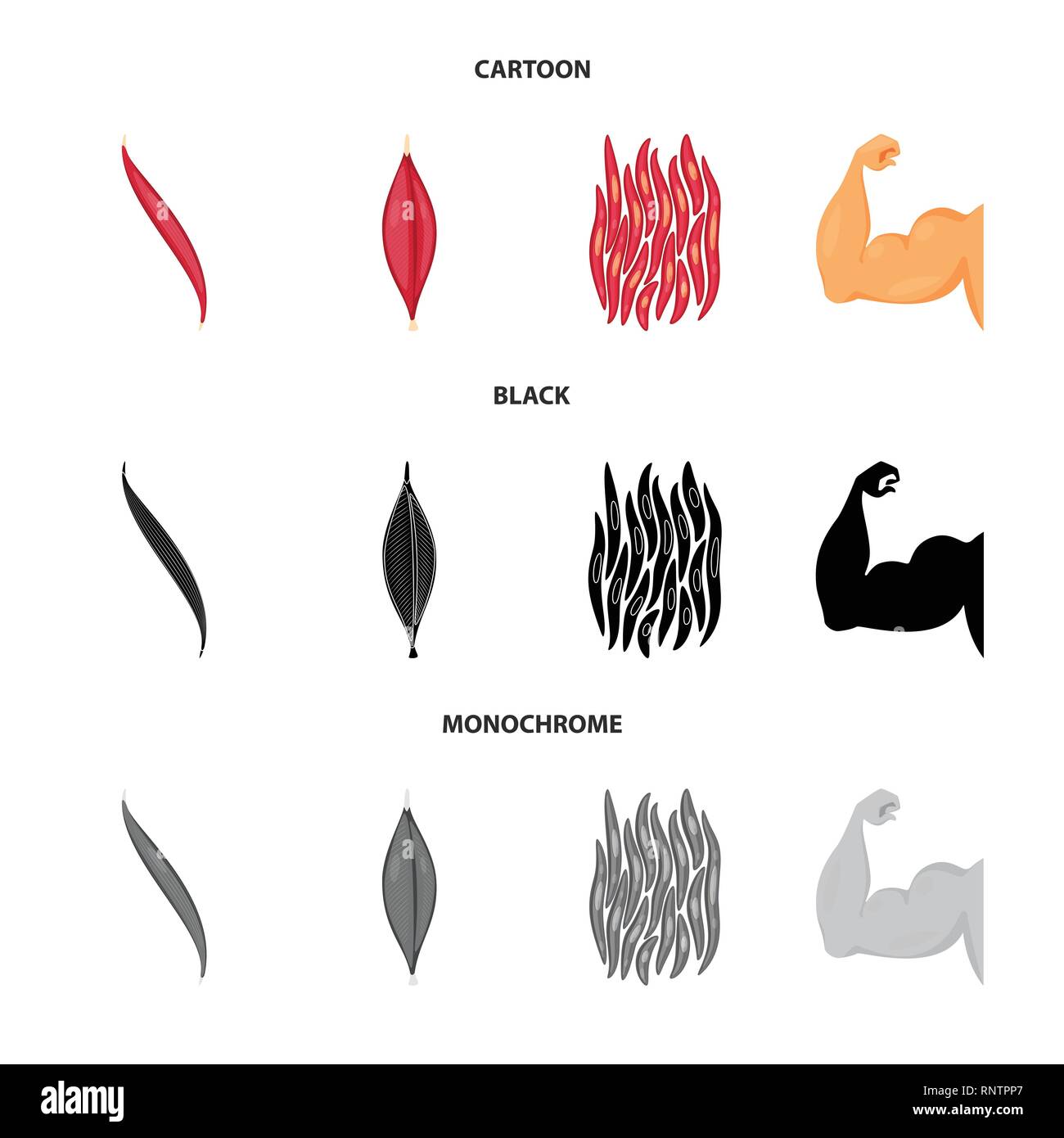 Vector design of fiber and muscular symbol. Set of fiber and body stock ...