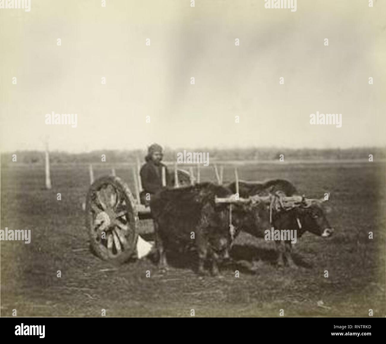 Archival ox carts hi-res stock photography and images - Alamy