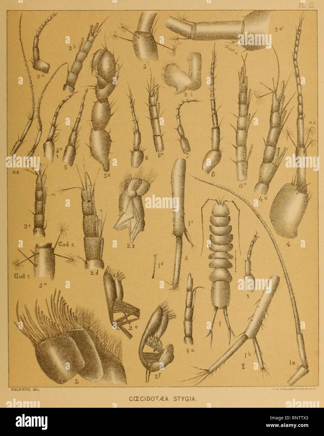 Cave Fauna of North America Plate 03 Stock Photo - Alamy