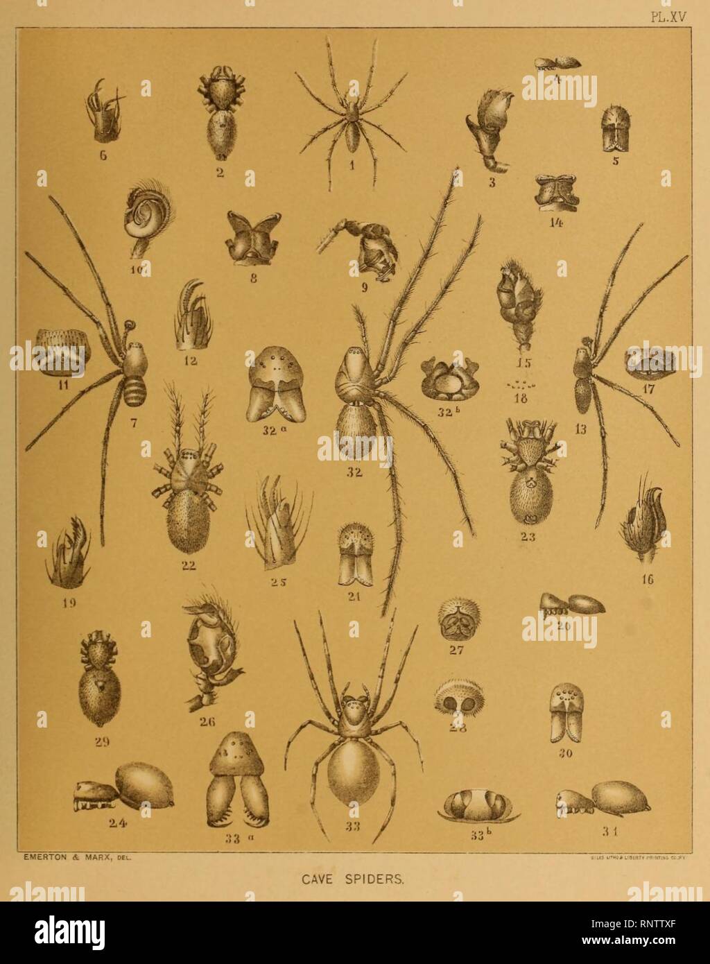 Cave Fauna of North America Plate 15 Stock Photo - Alamy