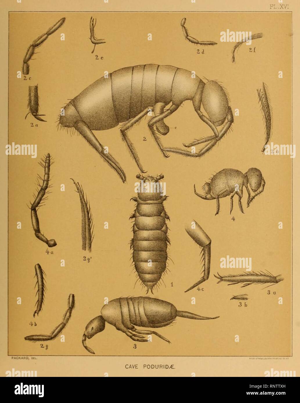 Cave Fauna of North America Plate 16 Stock Photo - Alamy