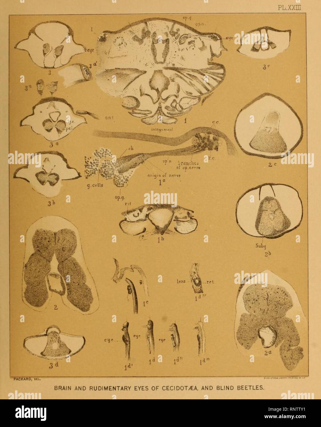 Cave Fauna of North America Plate 23 Stock Photo - Alamy