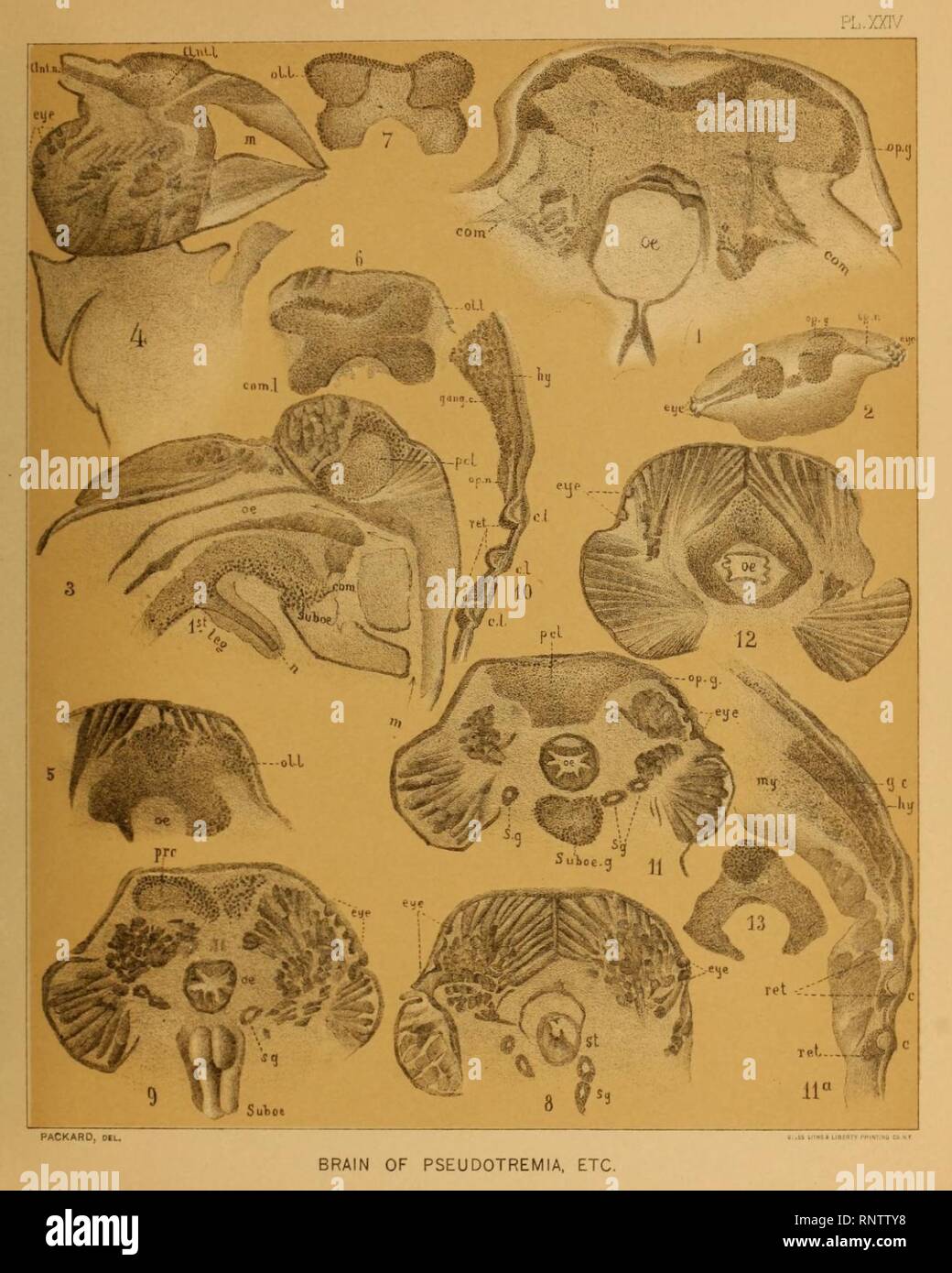 Cave Fauna of North America Plate 24 Stock Photo - Alamy