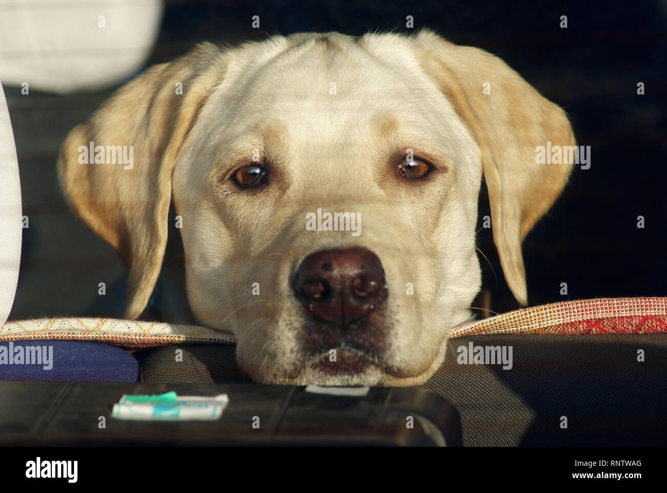 Labrador retriever dog in the car looks through the rear window ...