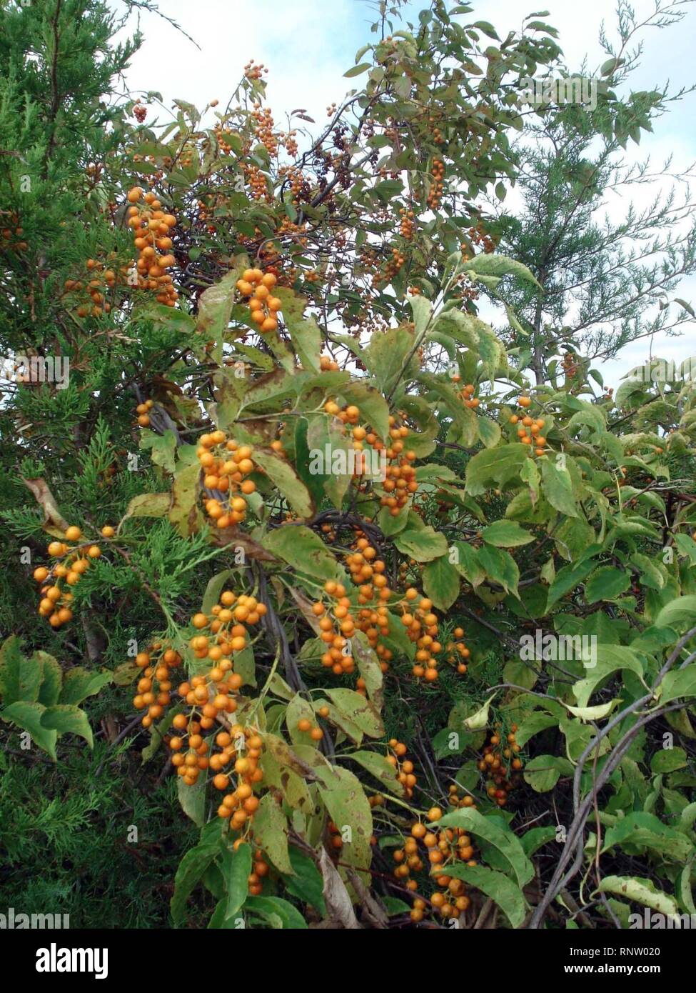 Celastrus scandens hi-res stock photography and images - Alamy