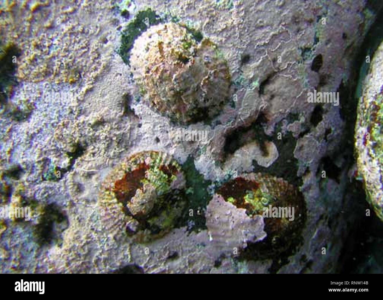 Cellana High Resolution Stock Photography and Images - Alamy