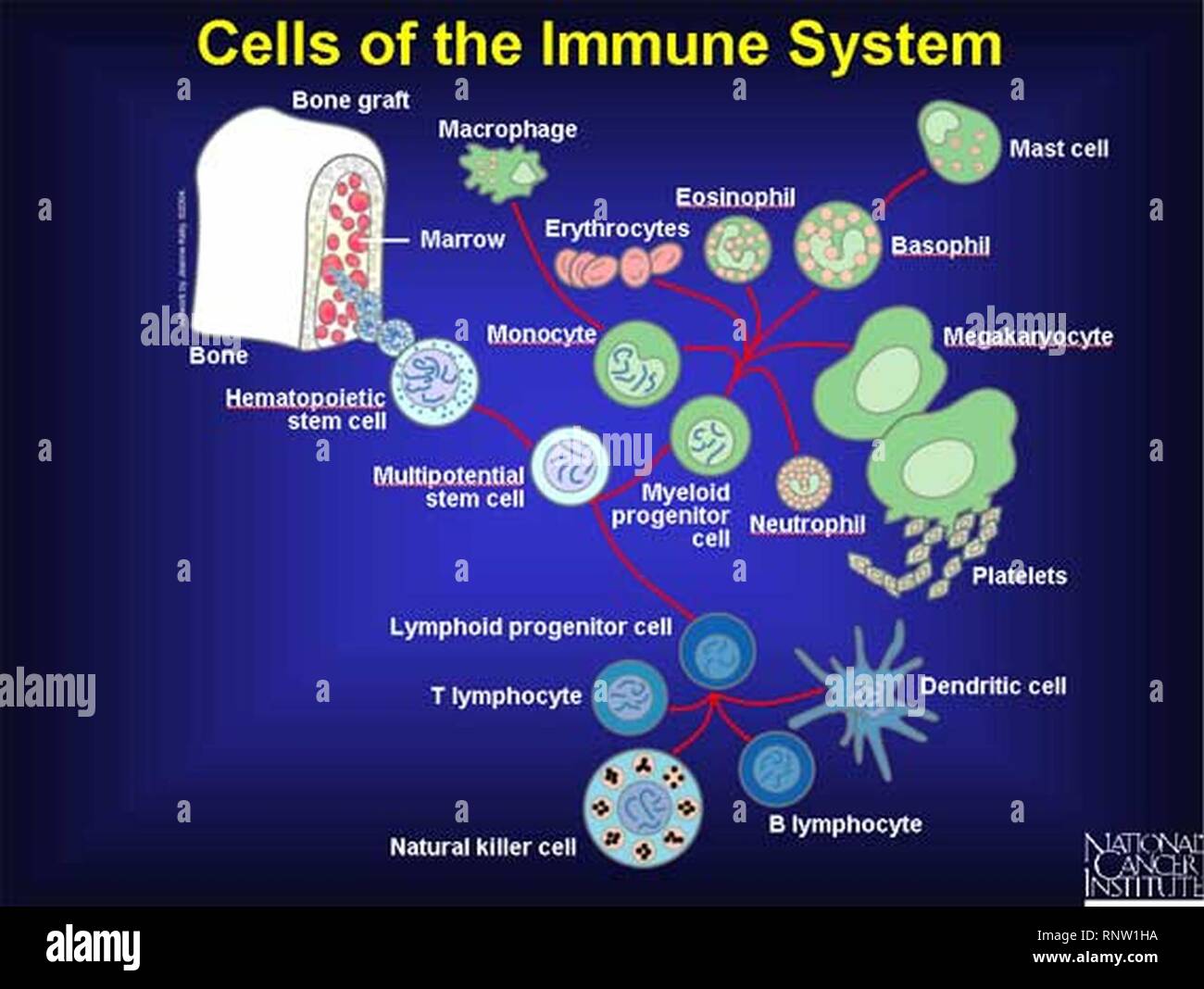 Cells of the immune system Stock Photo - Alamy