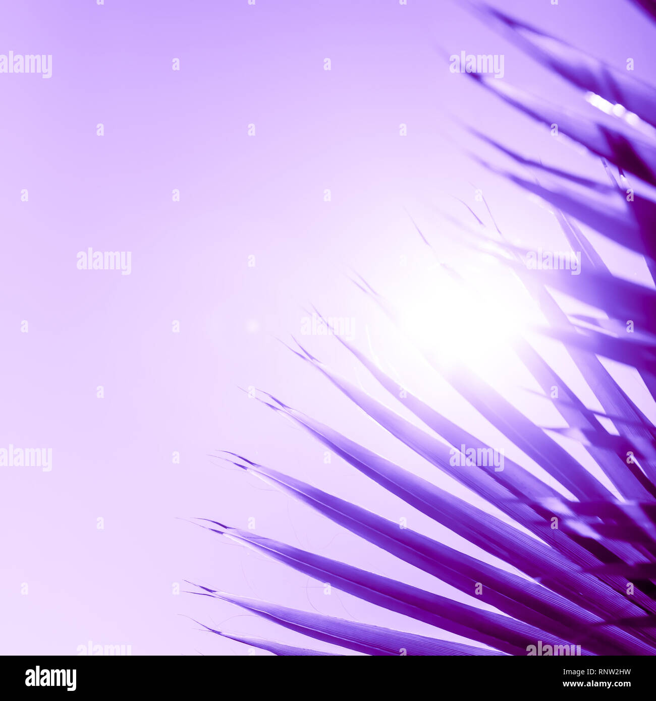 Branches of palm tree under the sunlight sky toned in proton purple ...