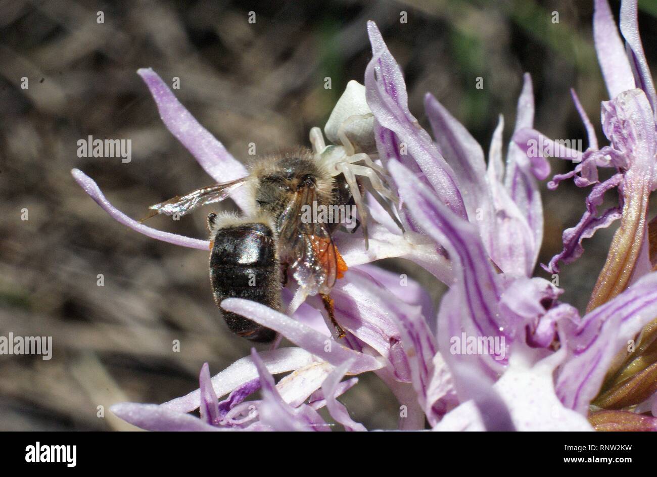 Thomisus onustus hi-res stock photography and images - Alamy