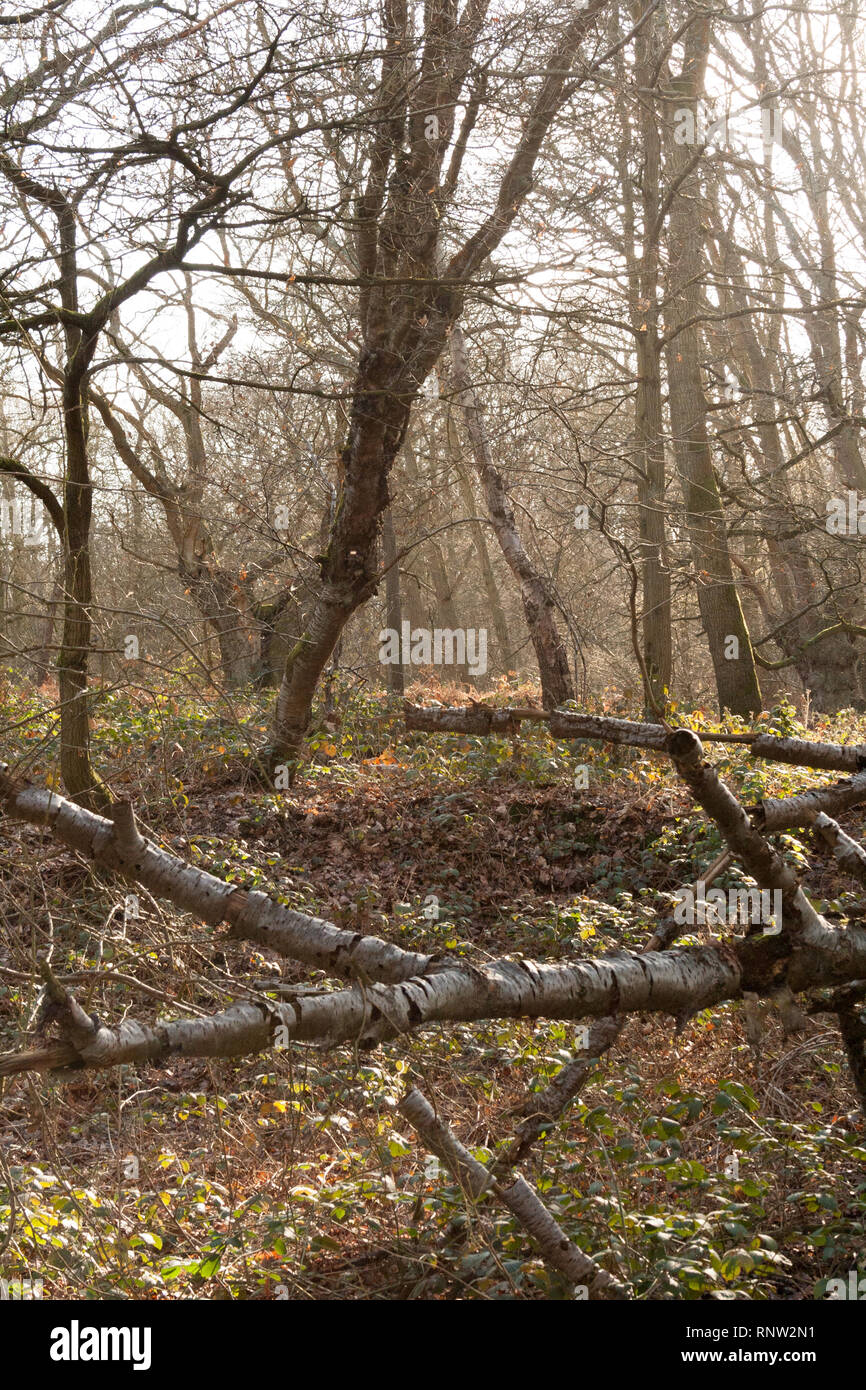 beautiful trees standing tall as landscape nature background Stock ...