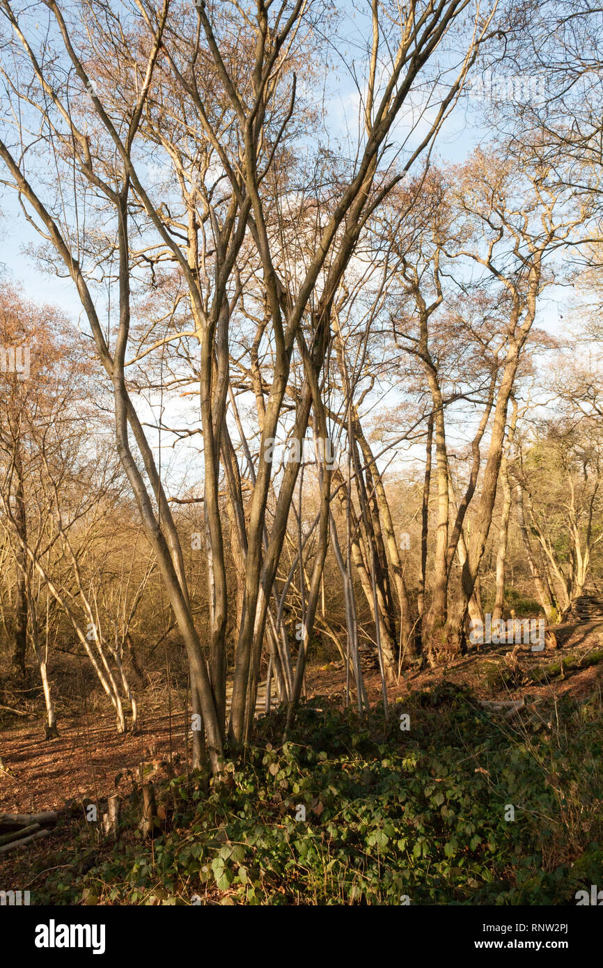 beautiful trees standing tall as landscape nature background Stock ...