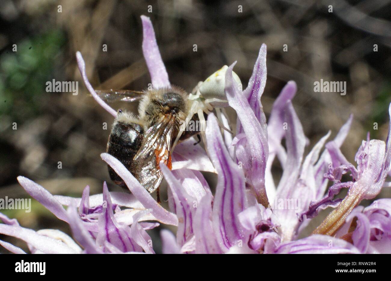 Thomisus onustus spiders hi-res stock photography and images - Alamy