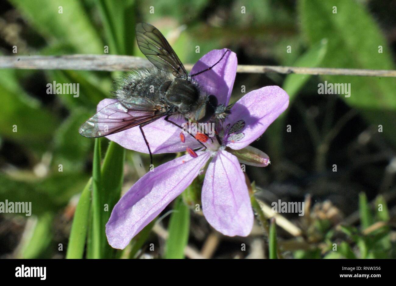 Polling fly hi-res stock photography and images - Alamy