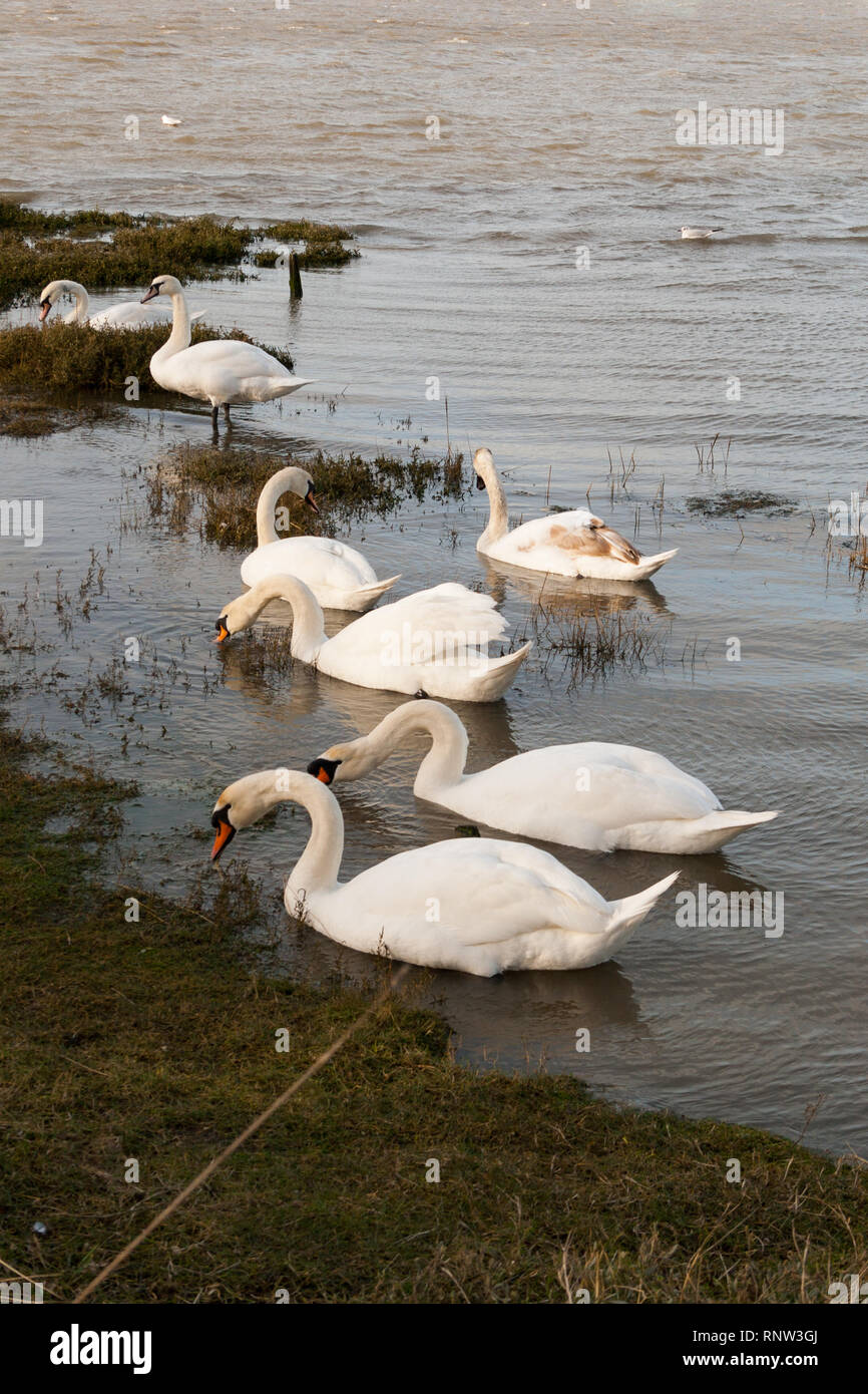 Manningtree beach hi-res stock photography and images - Alamy