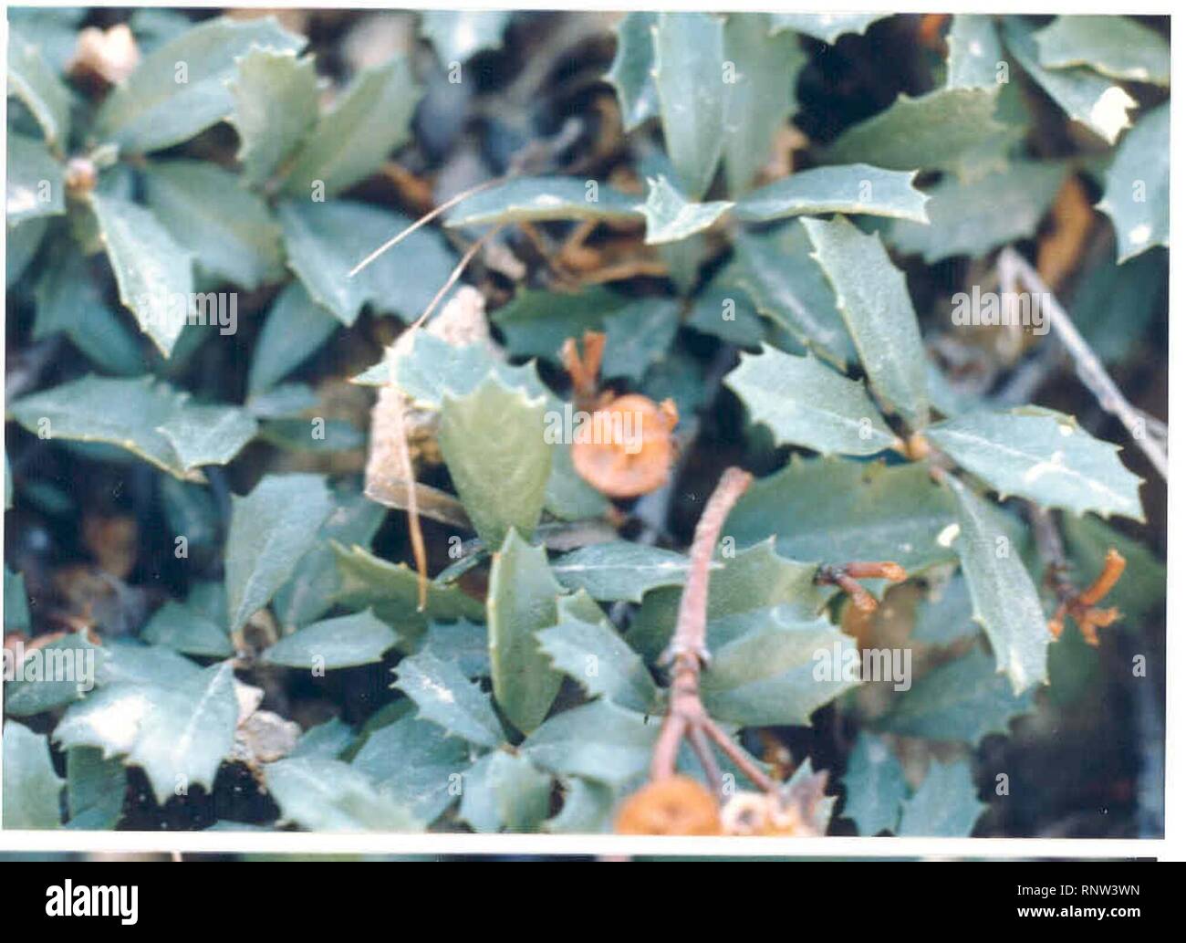 Prostratus hi-res stock photography and images - Alamy