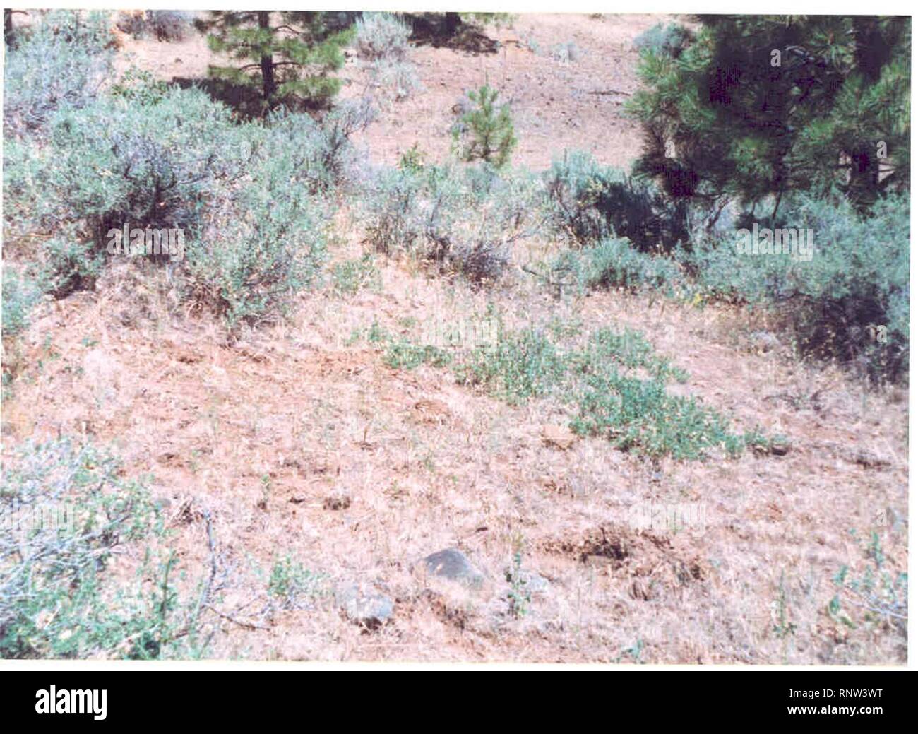 Ceanothus prostratus habitat in SW Idaho 2 Stock Photo - Alamy