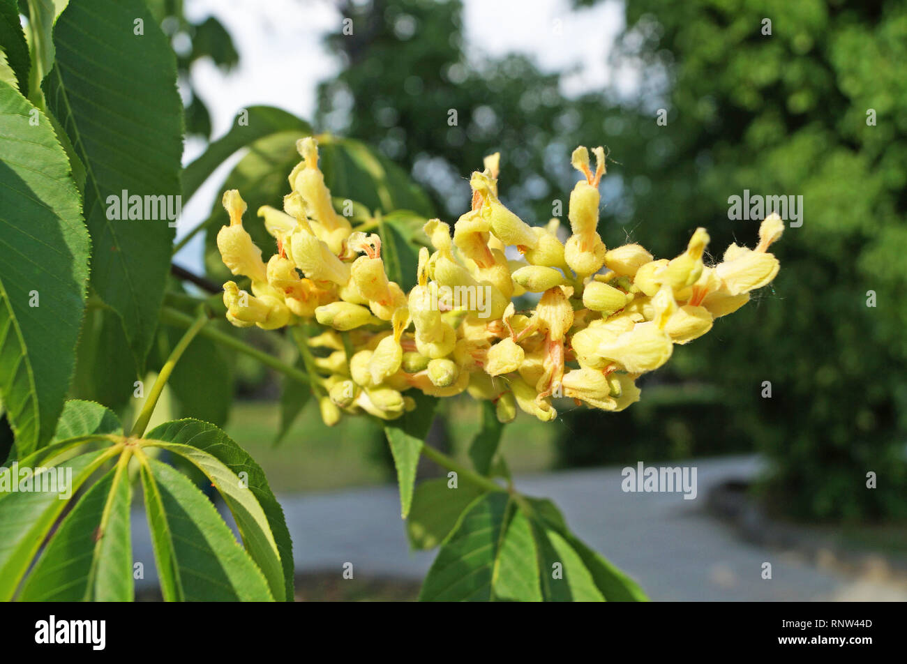 Yellow chestnut flowers on a tree branch on a spring day Stock Photo ...