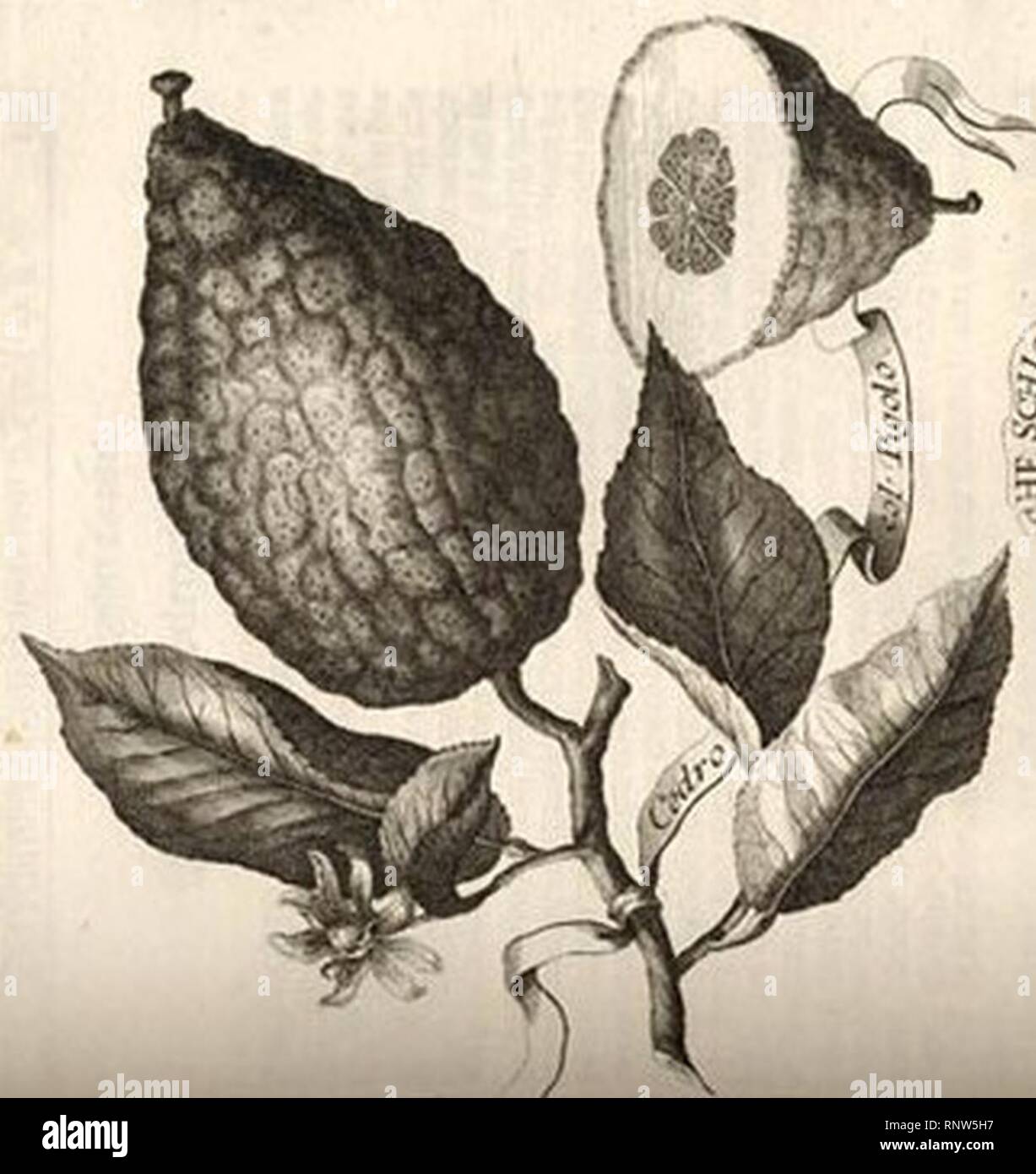 Cedro col Pigolo Stock Photo - Alamy