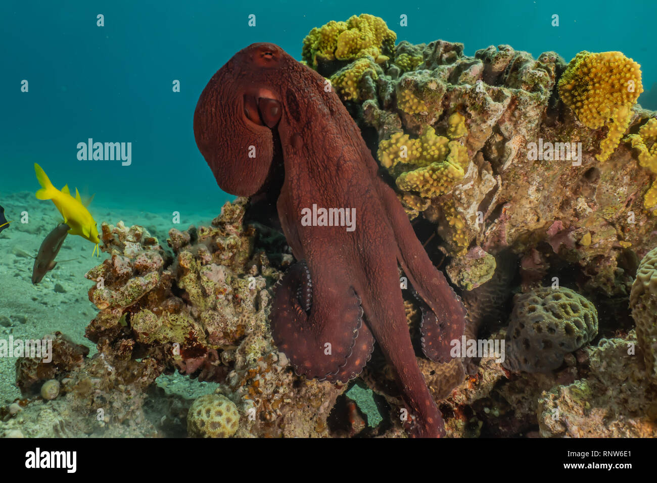 Octopus king of camouflage in the Red Sea, eilat israel Stock Photo - Alamy