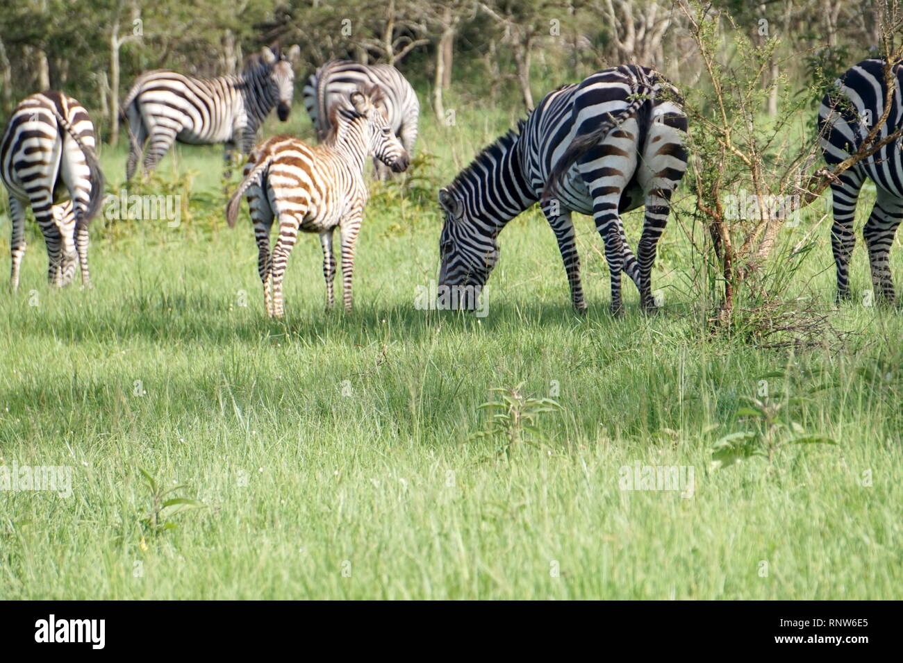 Zebra, Lake Mburo National Park, South Uganda Stock Photo - Alamy