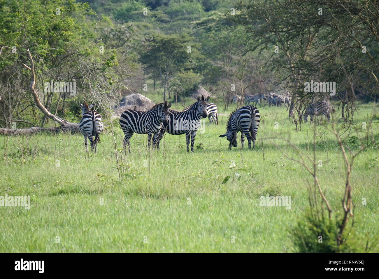 Zebra herd, Lake Mburo National Park, South Uganda Stock Photo - Alamy
